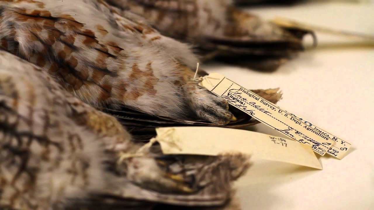 Careers with Birds: Interview with Kim Bostwick - YouTube