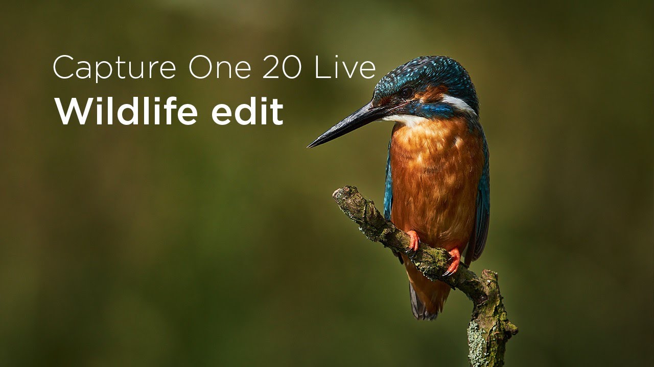 Capture One 20 | Quick Live : Wildlife edit - YouTube
