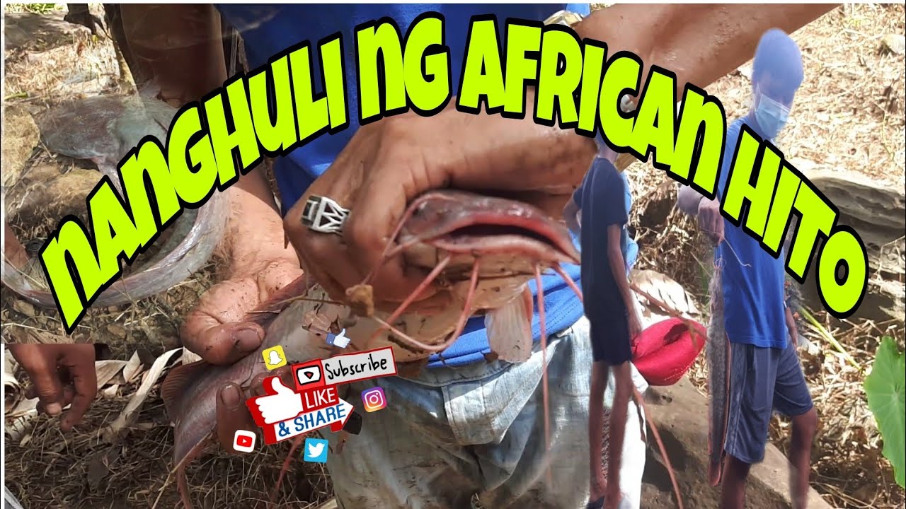 Naghuli ng african hito || african catfish - YouTube