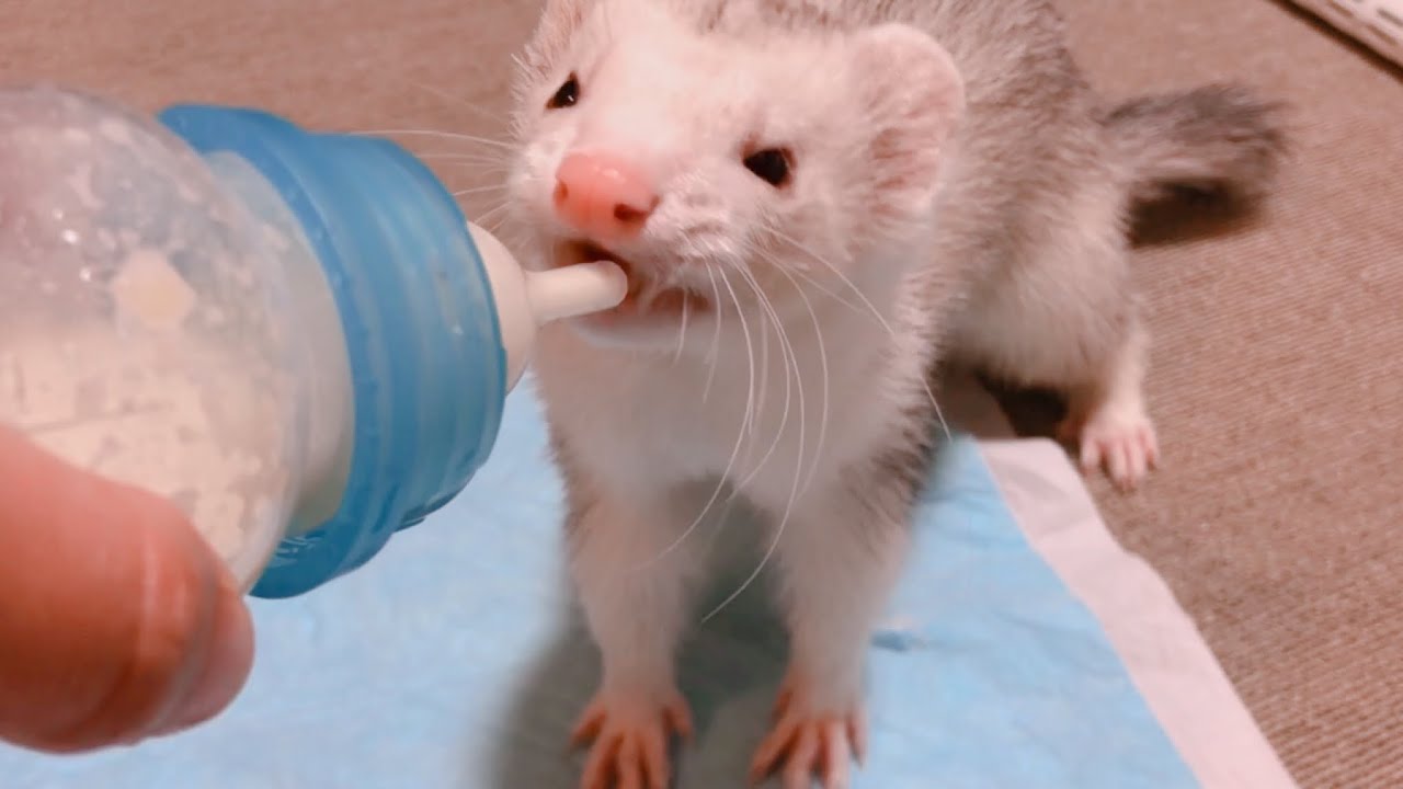 フェレットに哺乳瓶でミルクをあげたら衝撃の可愛さだった♡【Milk Time】ferret#211 - YouTube