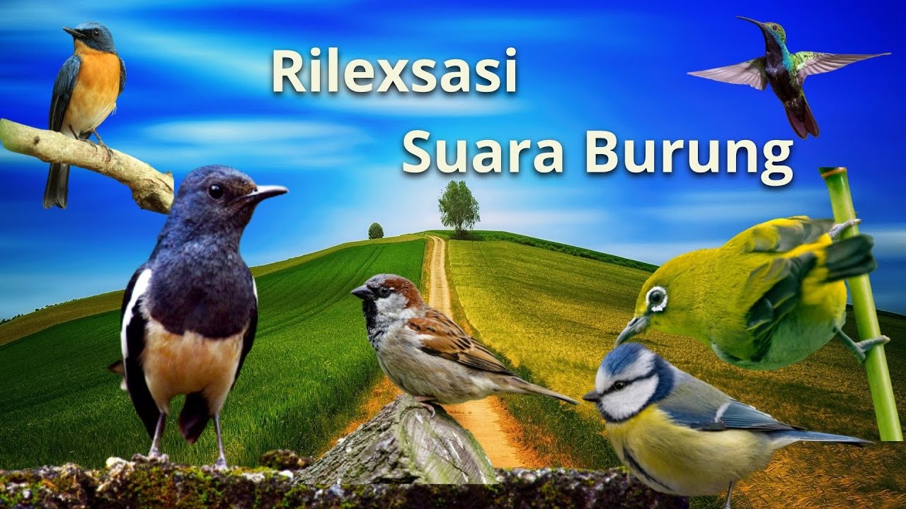suara relaksasi burung kicau - YouTube