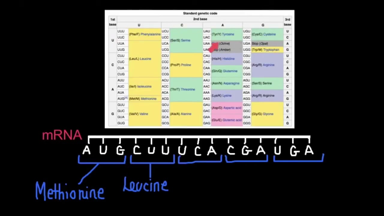 Amino Acids Sequence Chart
