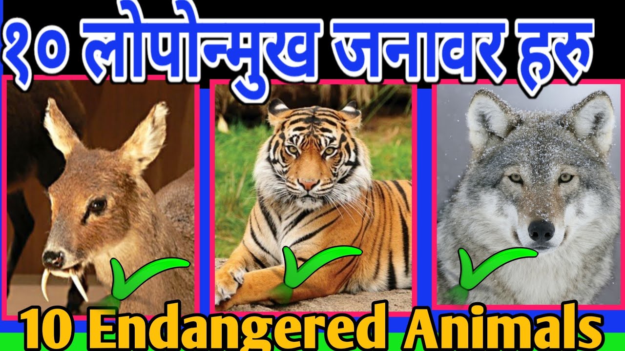 नेपालका अति दुर्लभ १० जनावर हरु || 10 Endangered Animals of Nepal ...