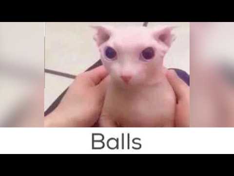 Idiots Laugh At CURSED Pet Names