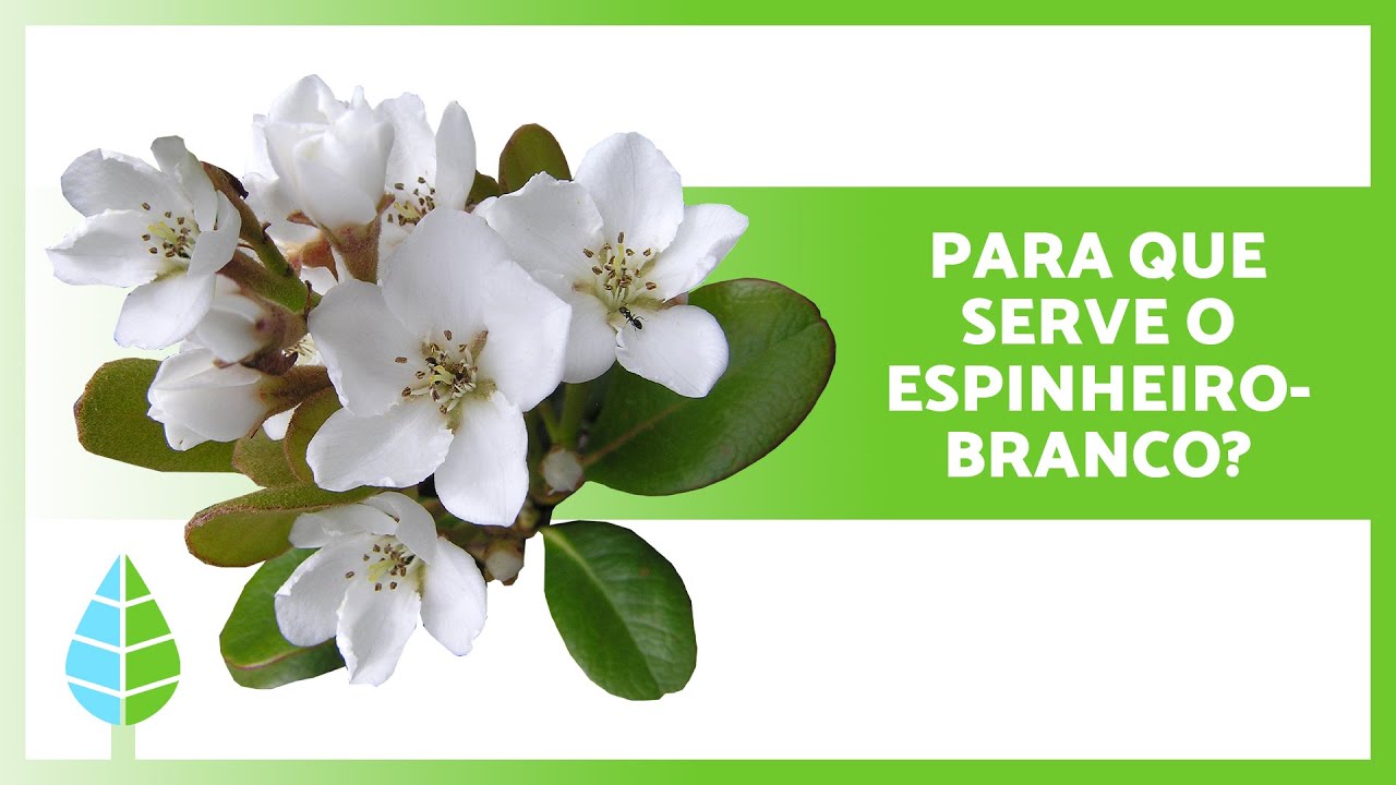 Espinheiro-alvar 🌸🌿 (Propriedades, Para que Serve e Como Tomar) - YouTube