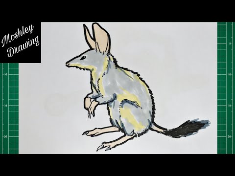 How to Draw a Bilby Step by Step