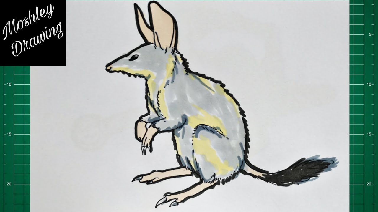 How to Draw a Bilby Step by Step - YouTube
