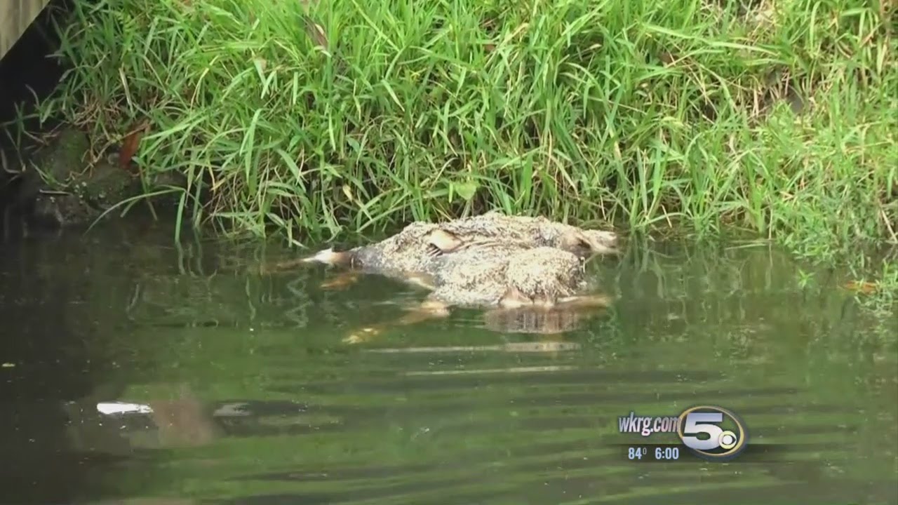 Dead Goats Found Floating In Fish River - YouTube