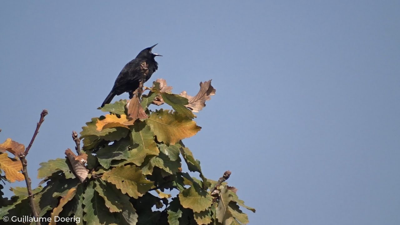 Yellow-winged Blackbird (Agelasticus thilius) | Trile | Parque ...