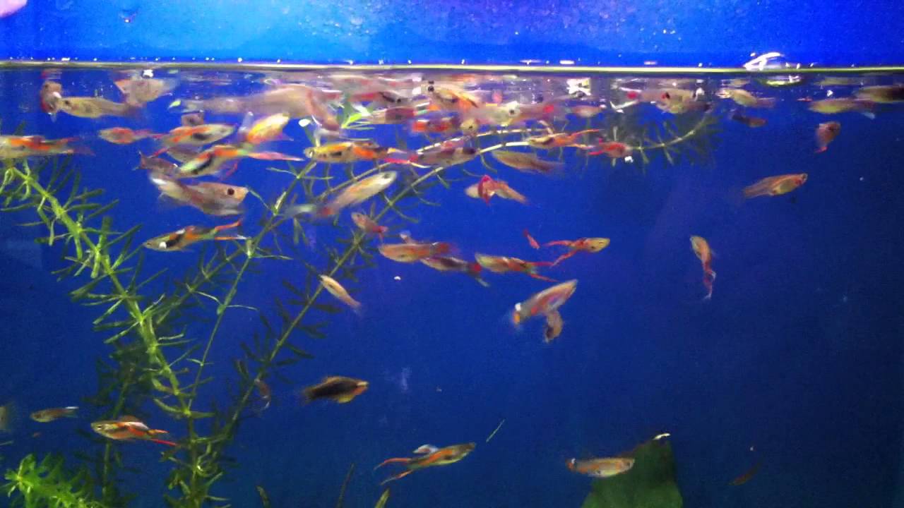 Wild Guppies and Endlers Fish ปลาหางนกยูง ปลาเอนเลอร์ 孔雀魚 - YouTube