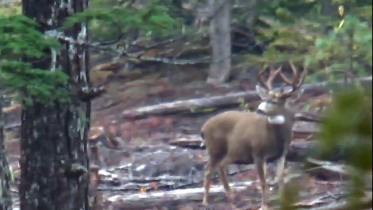 In Order Of Appearance, Captures Of A MONSTER BUCK - YouTube