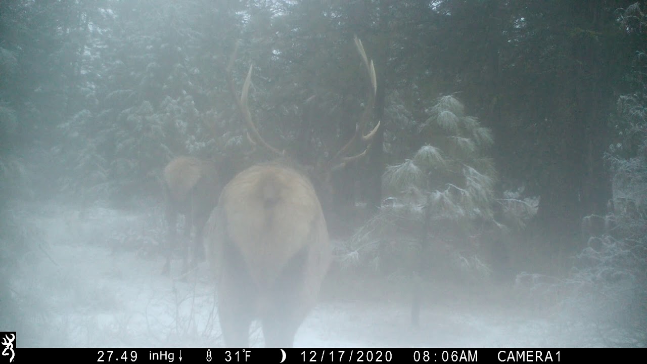 Elk on our Cle Elum property - YouTube