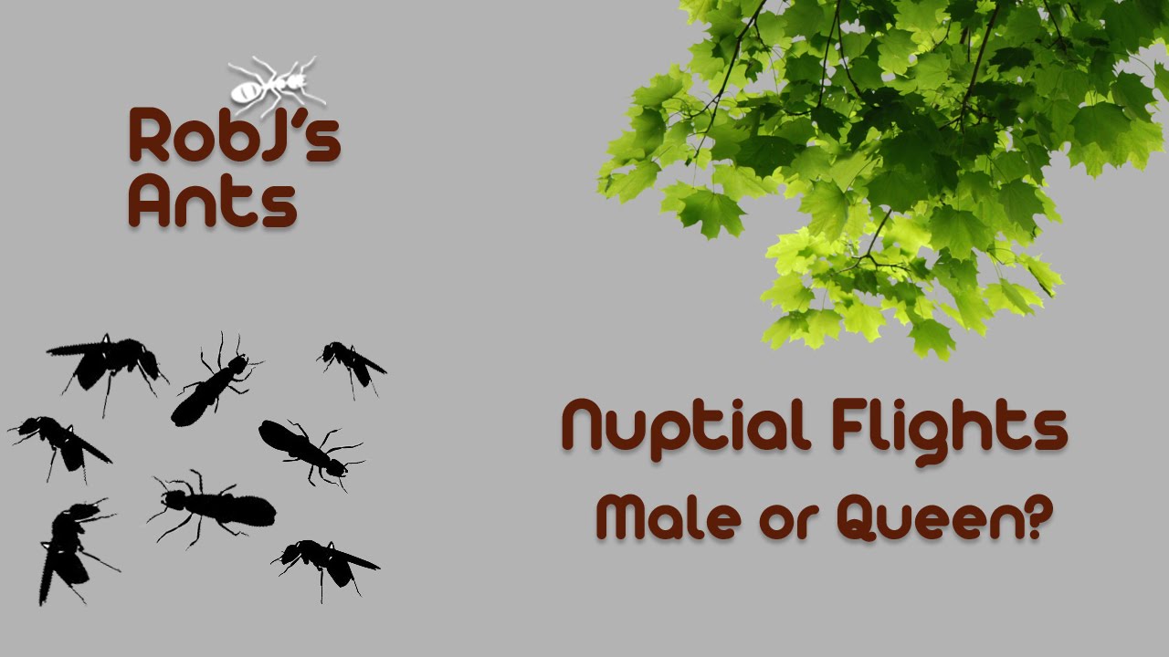 Nuptial Flights - Male or Queen ID? (Ant-Keeping Tutorial/Guide) - YouTube