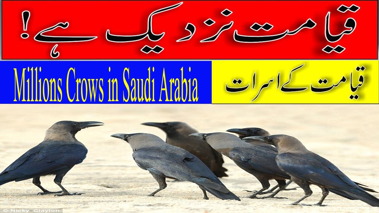 Saudi Arab Main Kaway Ka Hamla Millions Crows in Saudi Arabia take over ...