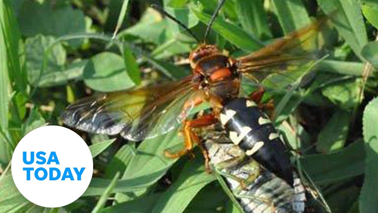 Cicadas explained: Three facts about buzzing insects | USA TODAY - YouTube