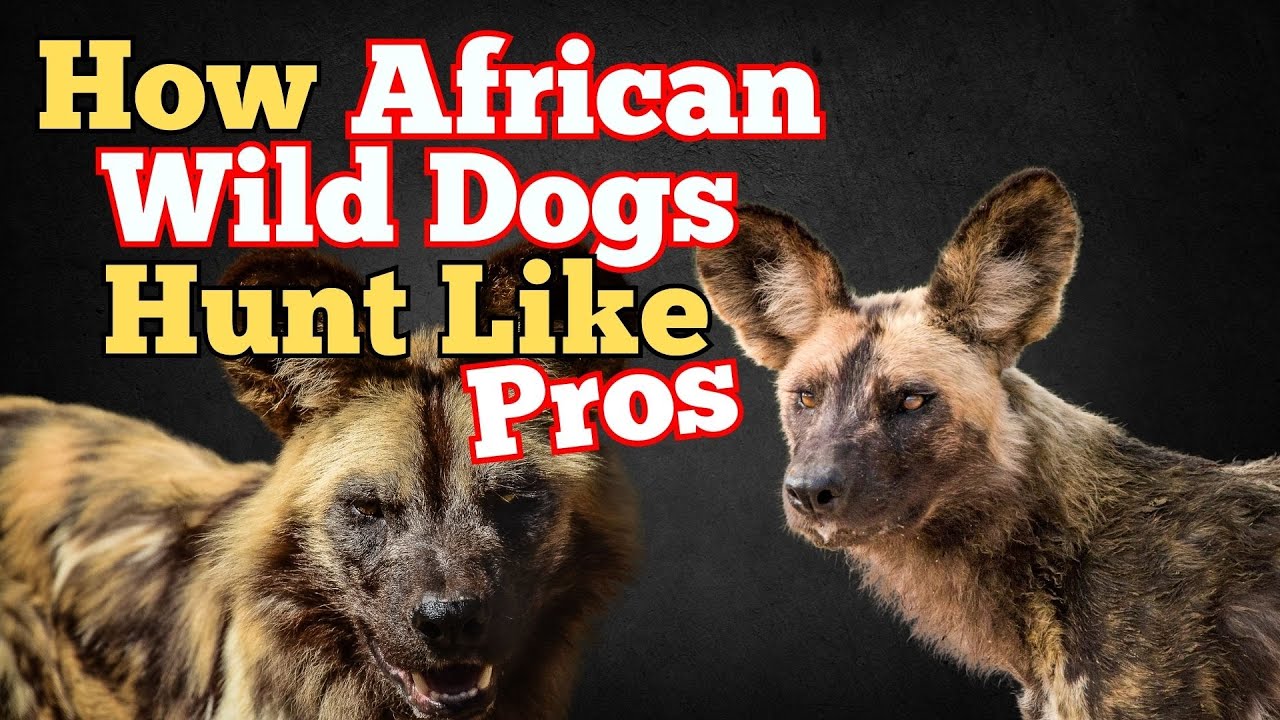 How African Wild Dogs Hunt With Military Precision - YouTube