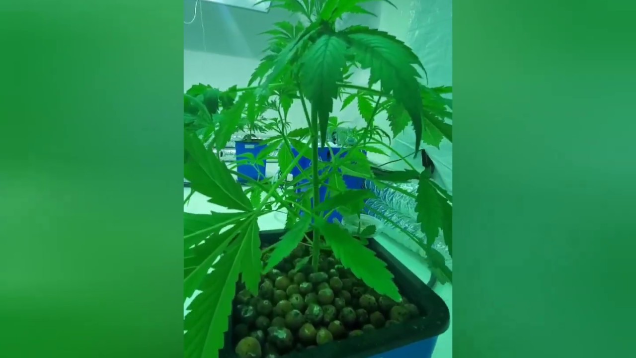 2020 Autoflower Grow end of week 2 veg. - YouTube
