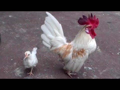 Gallitos Miniatura en libertad / se llevarán bien? 🤔😮 - YouTube