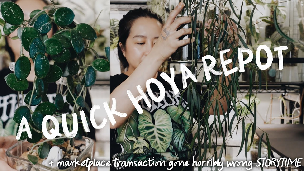 hoya yvesrocheri & mathilde repot + short storytime 🤢🤮 - YouTube