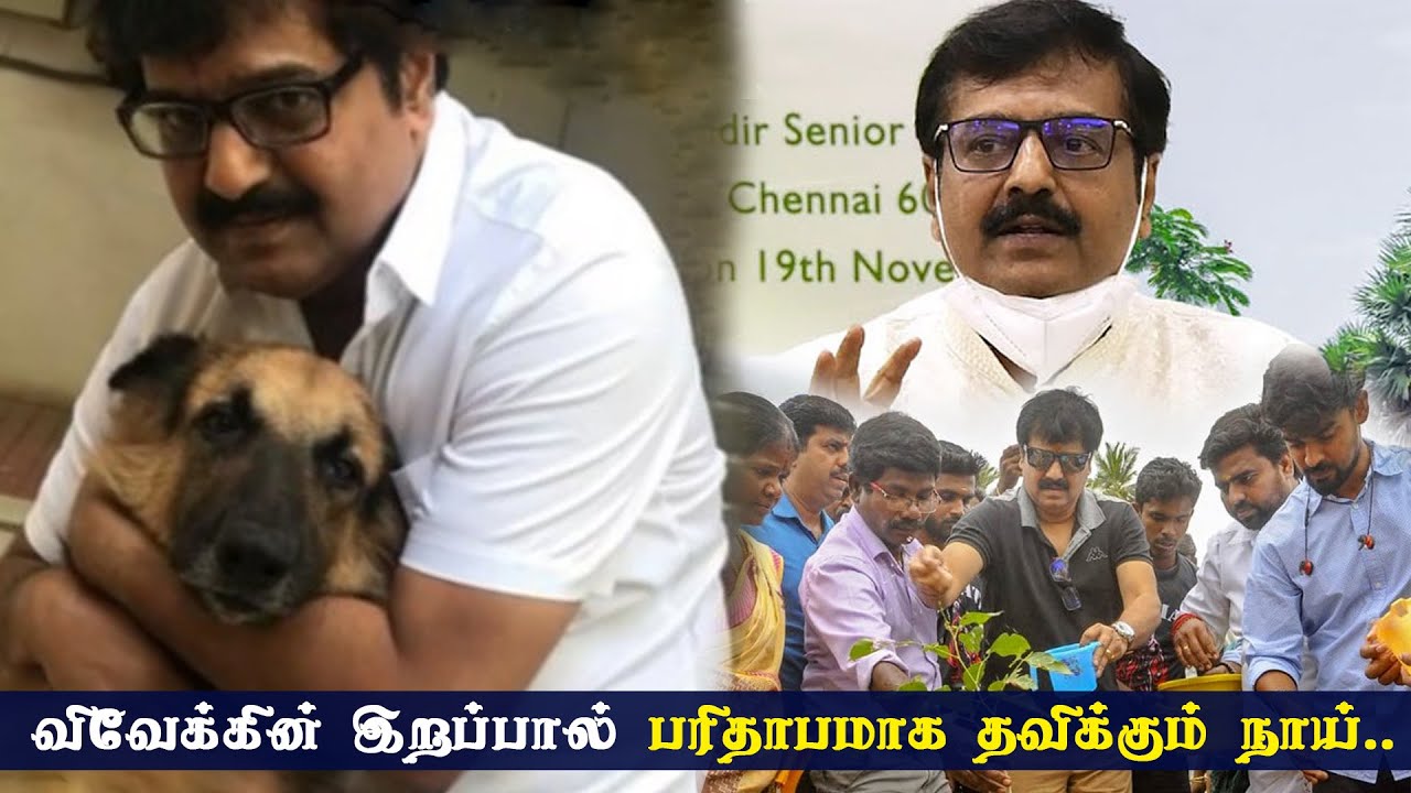 The Dog Who Suffers Miserably From Vivek's Death | Cinema News ...