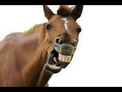 Roblox Primal Life: Horse? - YouTube