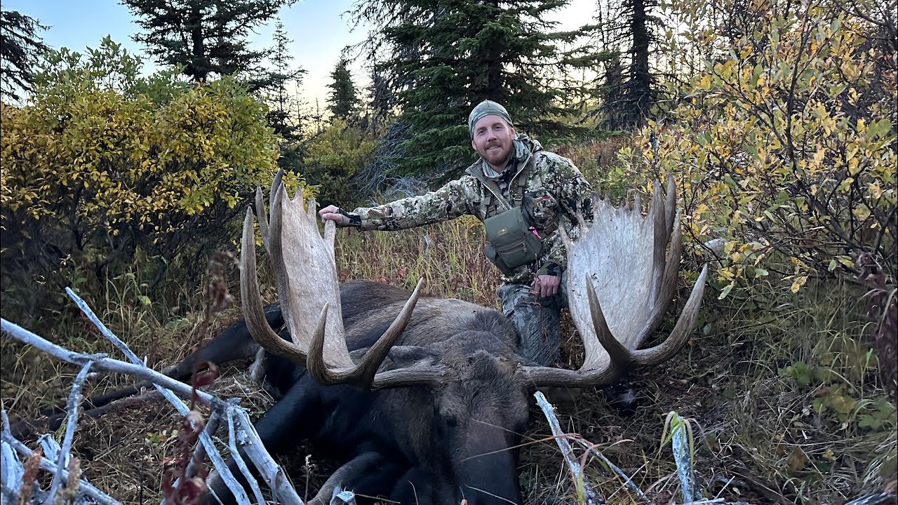 Big Alaskan Bull - September 2024, DIY moose hunting. - YouTube