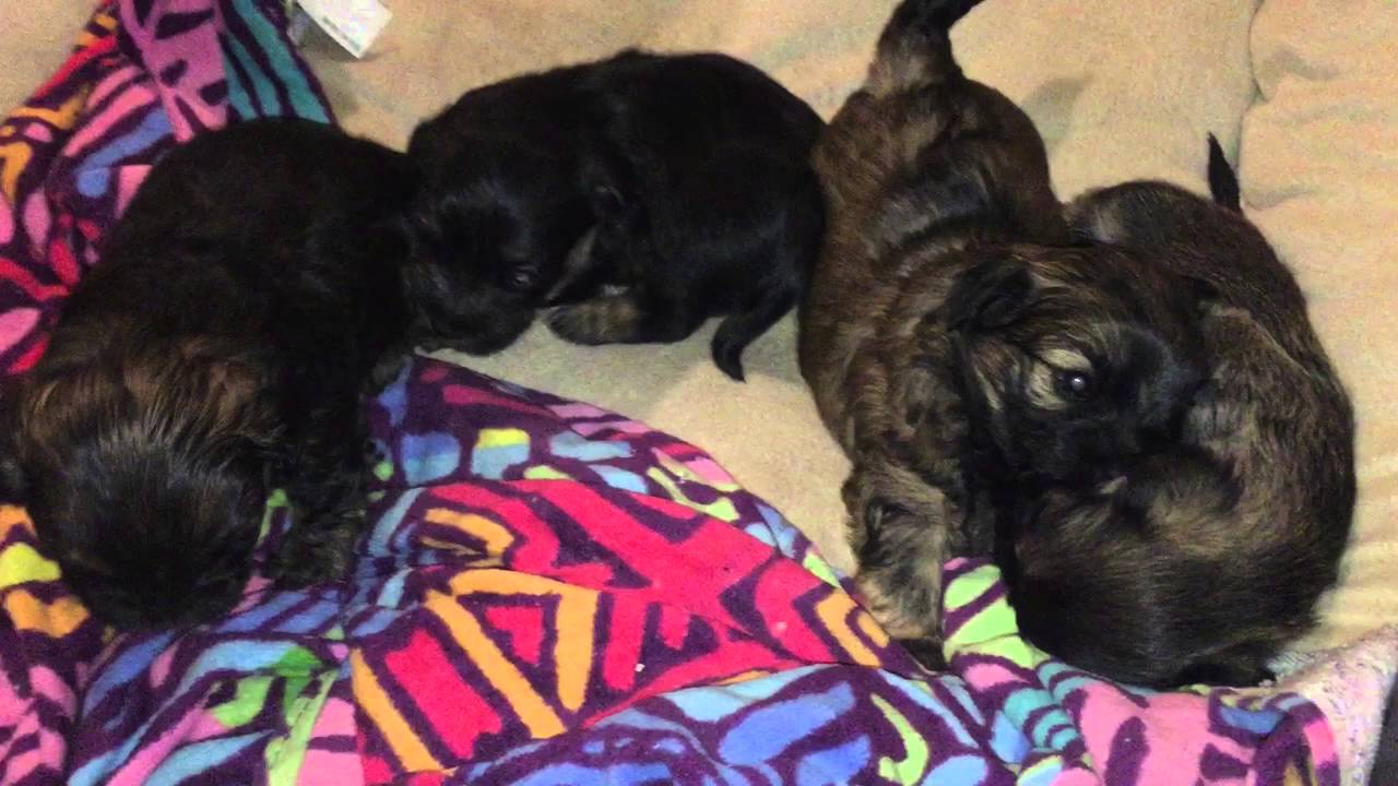 adorable shorkie puppies available for adoption - YouTube