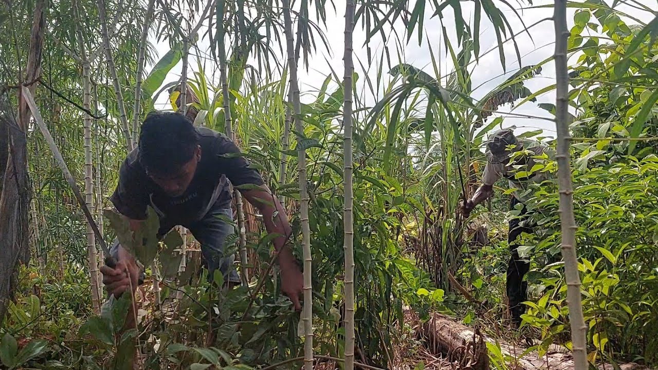 sama pan d nerbas di kebun ume baru - YouTube