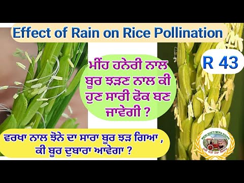 Effect of rain on pollination (ਬੂਰ ਤੇ ਮੀਂਹ ਪੈ ਗਿਆ ਤੇ ਬੂਰ ਝੜ ਗਿਆ ਕੀ ਕਰੀਏ ...