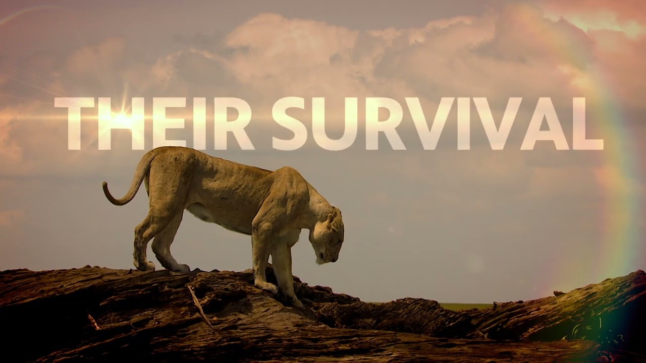 Lion: The Rise and Fall of the Marsh Pride - Preview - YouTube