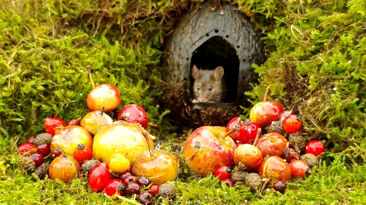 Little mouse in a coconut shell house - YouTube