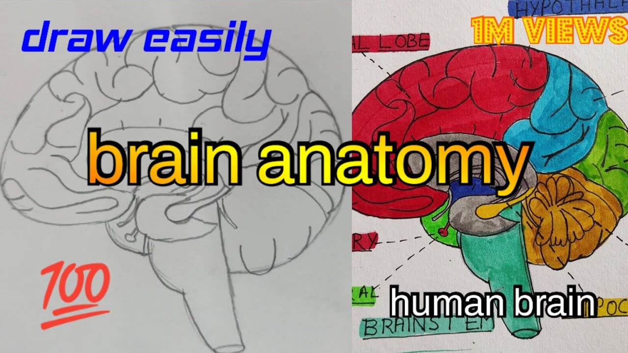 how to draw human brain | how to draw brain labelled diagram class 10 ...