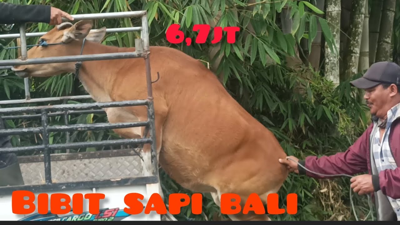 harga bibit sapi bali - YouTube