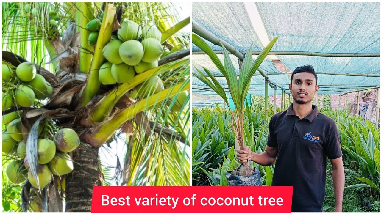 coconut farm। Narial Ki Paudha Lagane Ka सही तारिका #coconut #farming ...