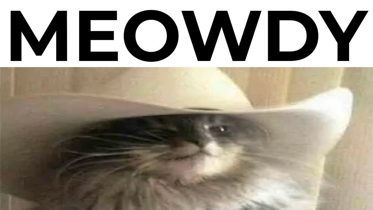 CAT MEMES 13 - YouTube