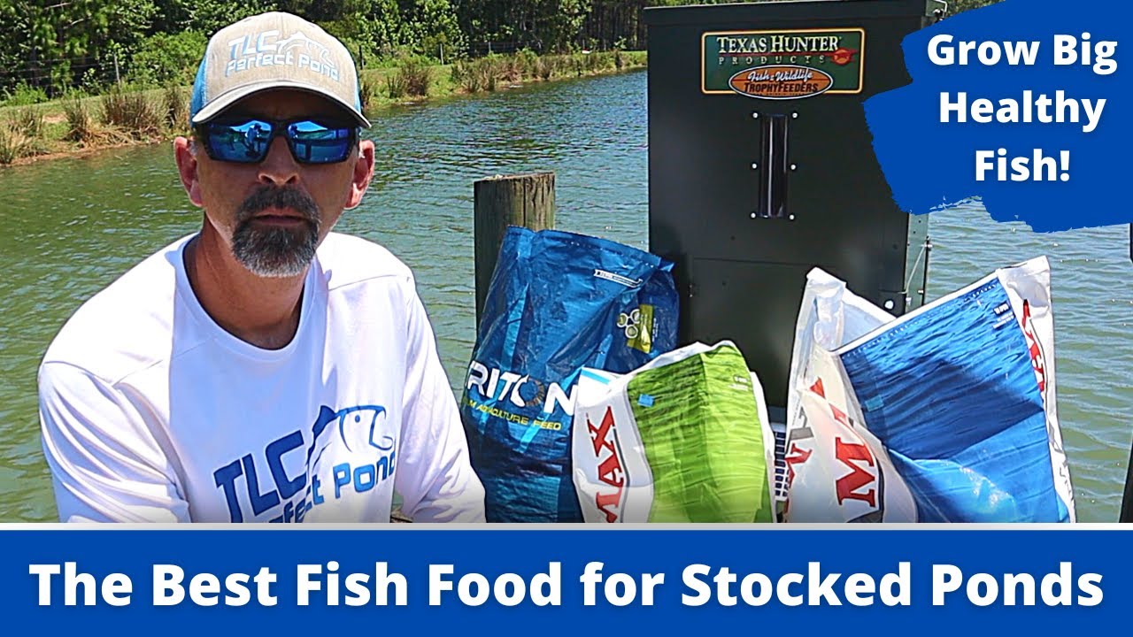 DON'T USE CHEAP FISH FOOD! | Feeding Bluegill and Bass in a New Pond ...