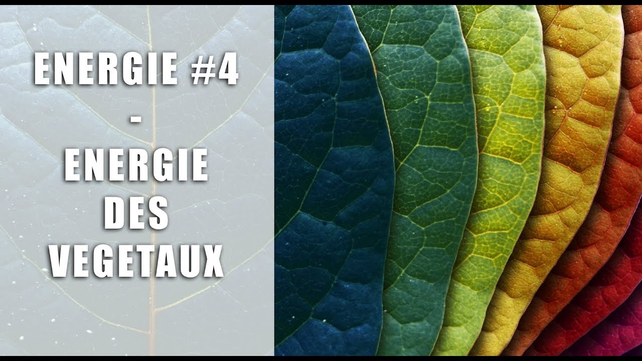 Energie #4 - L'énergie des végétaux - YouTube