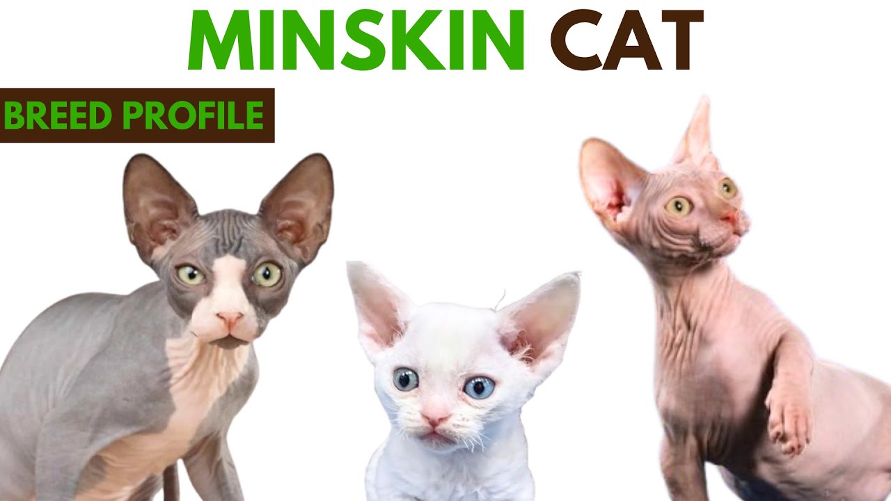 Minskin Cat Explained | Traits Health Grooming Price & Lifespan! - YouTube