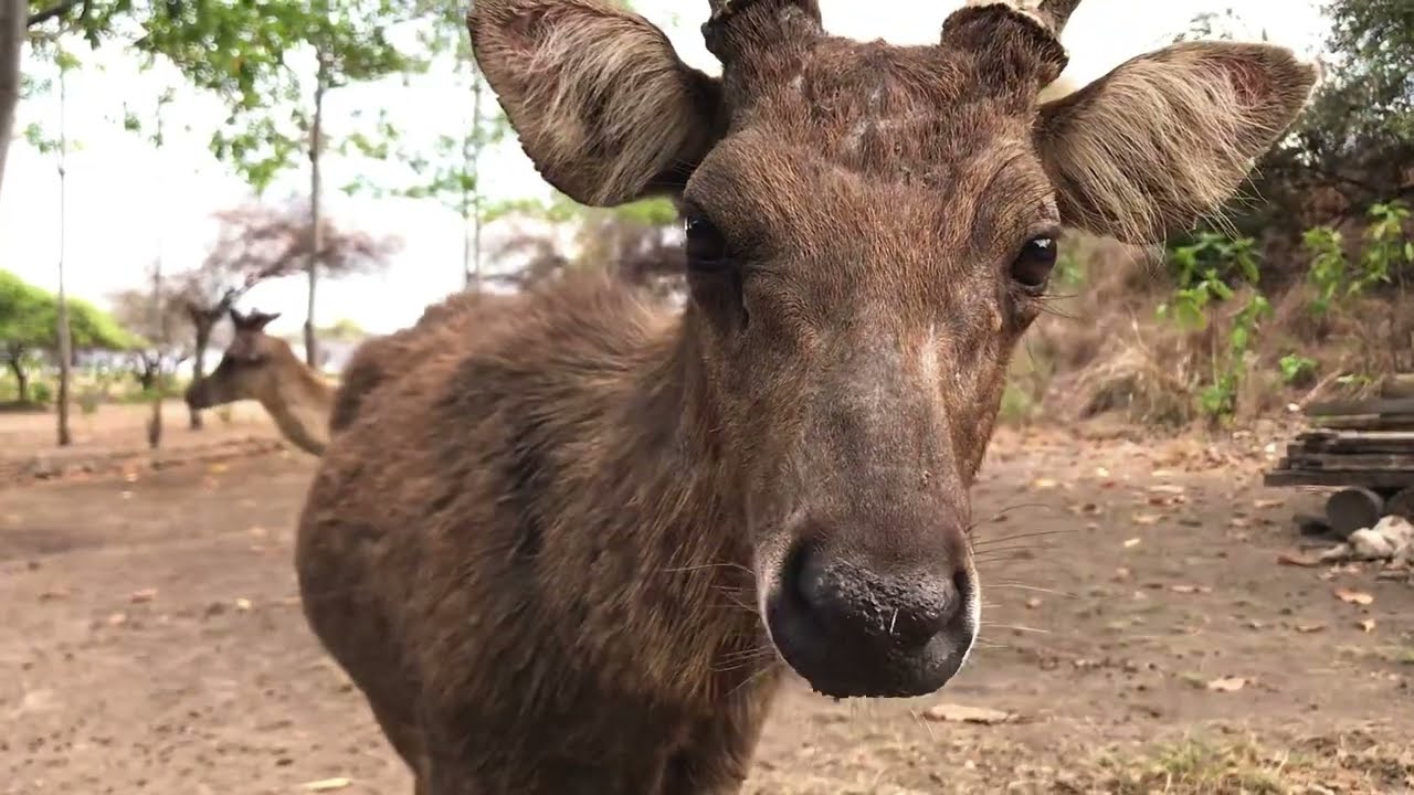 Recorded With a Camera While Deer Defecate - YouTube