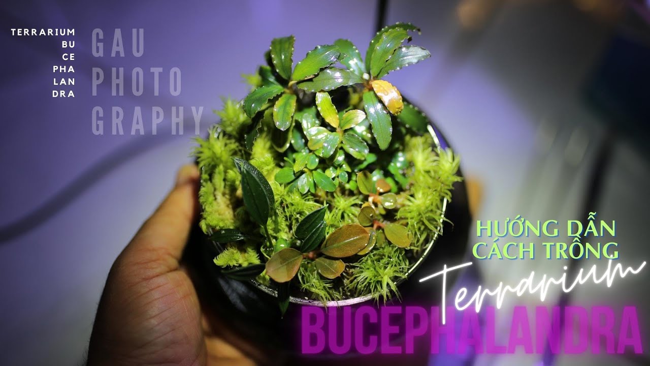 Trồng bucep trong hồ dạng Terrarium như thế nào? - YouTube