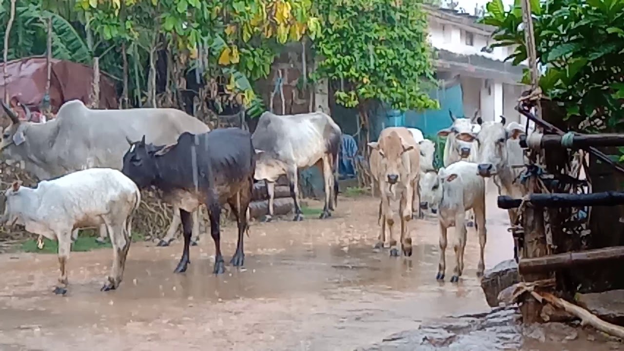 Village cow enjoying rain - YouTube