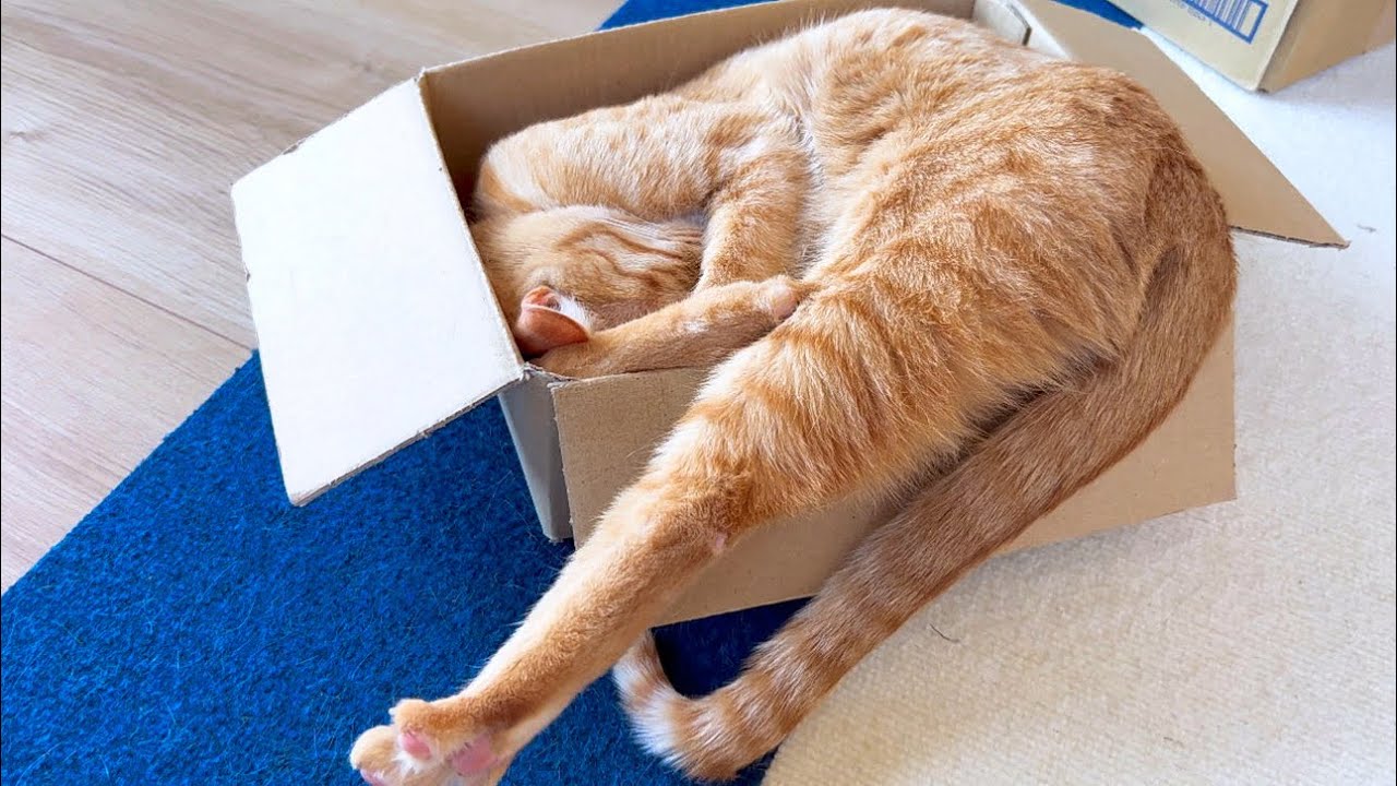 頭隠して尻隠さずな茶トラ猫 Cat with butt sticking out of box! - YouTube