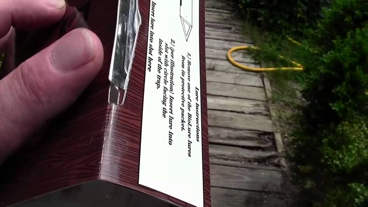 HOW TO TRAP CEREAL MOTHS - YouTube