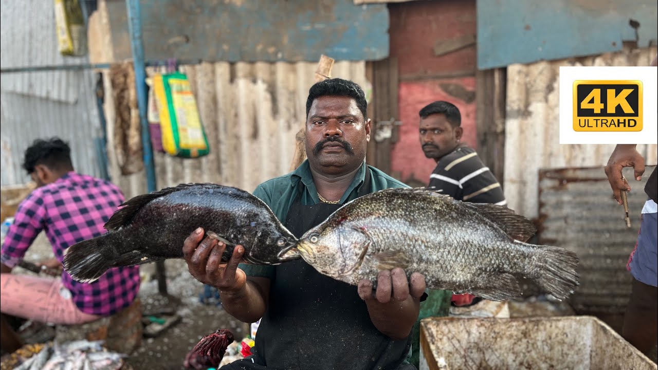 Kal Koduva fish cutting video/Fishcuttingrs #fishcuttingrs #kasimedu # ...