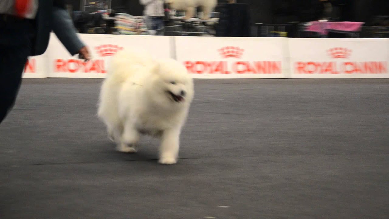 Samoyed champion females Erba 2014 - YouTube