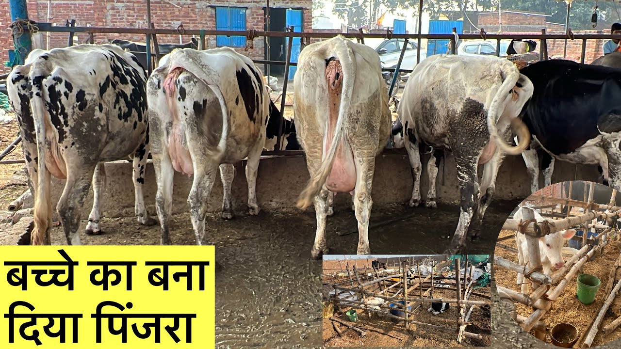बच्चे का बना दिया पिंजरा Calf Cage dairy farm bihar /cow farm bihar ...