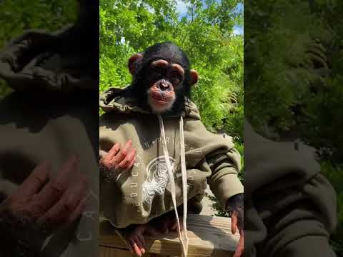 BABY CHIMPANZEE ROCKING A HOODIE #SHORTS - YouTube