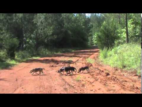 Rabbit crossing the road - YouTube