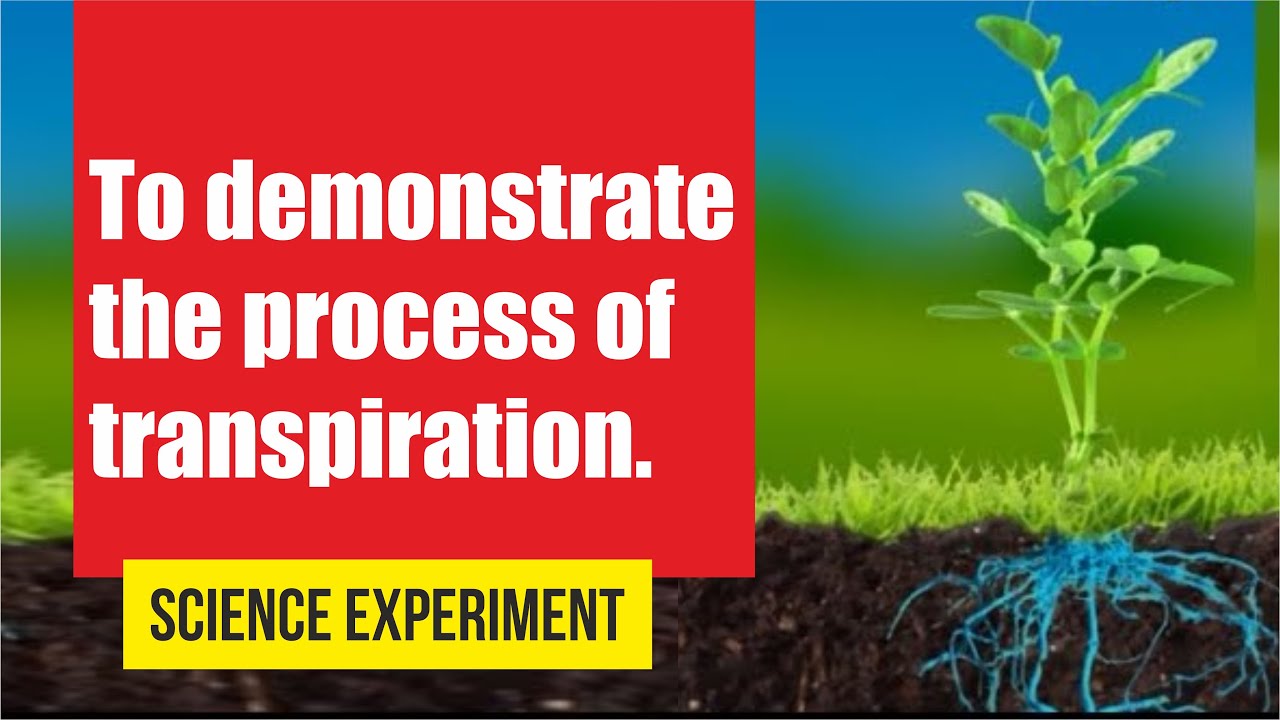 To demonstrate the process of transpiration - YouTube