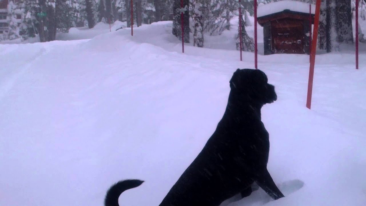 Duke the Great Dane hunting in the snow - YouTube